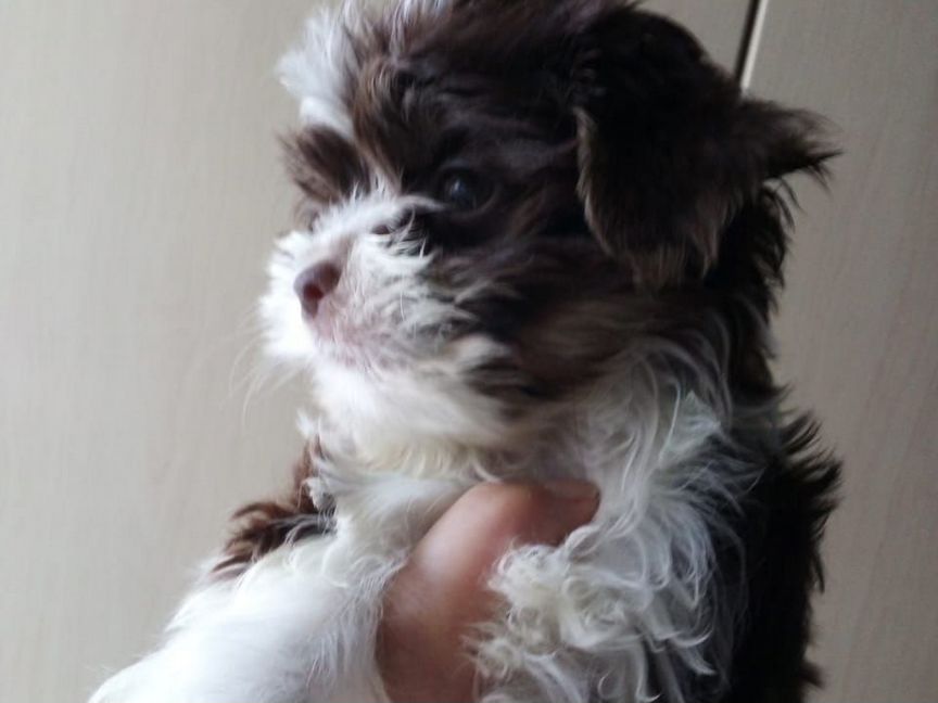 Йоркширский терьер