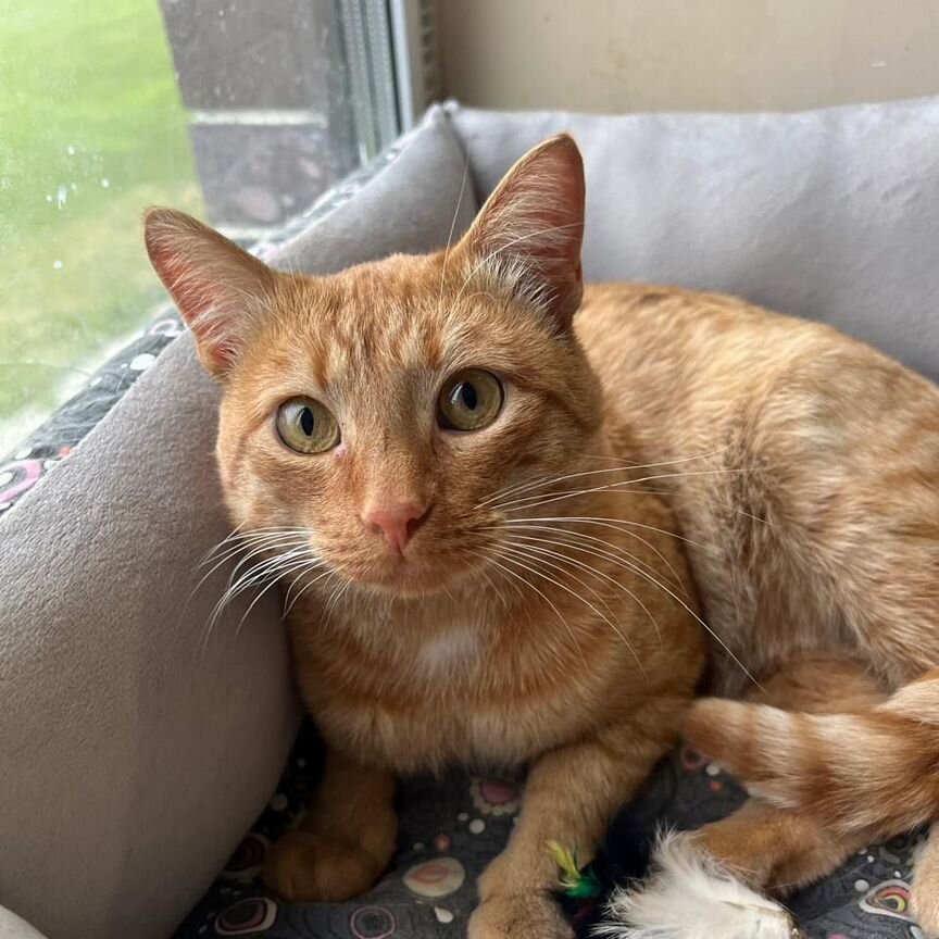 Рыжик ищет дом