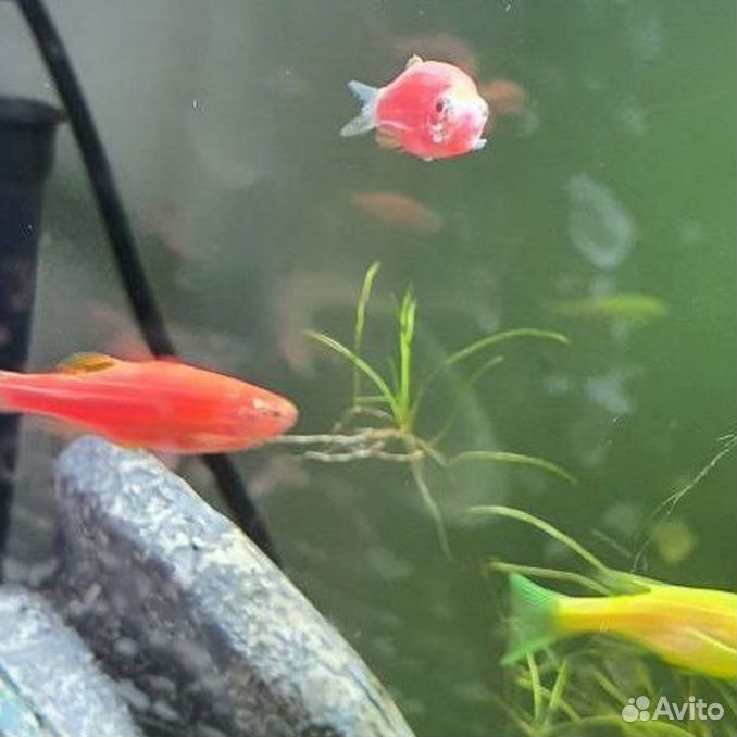 Данио гло, 3 шт