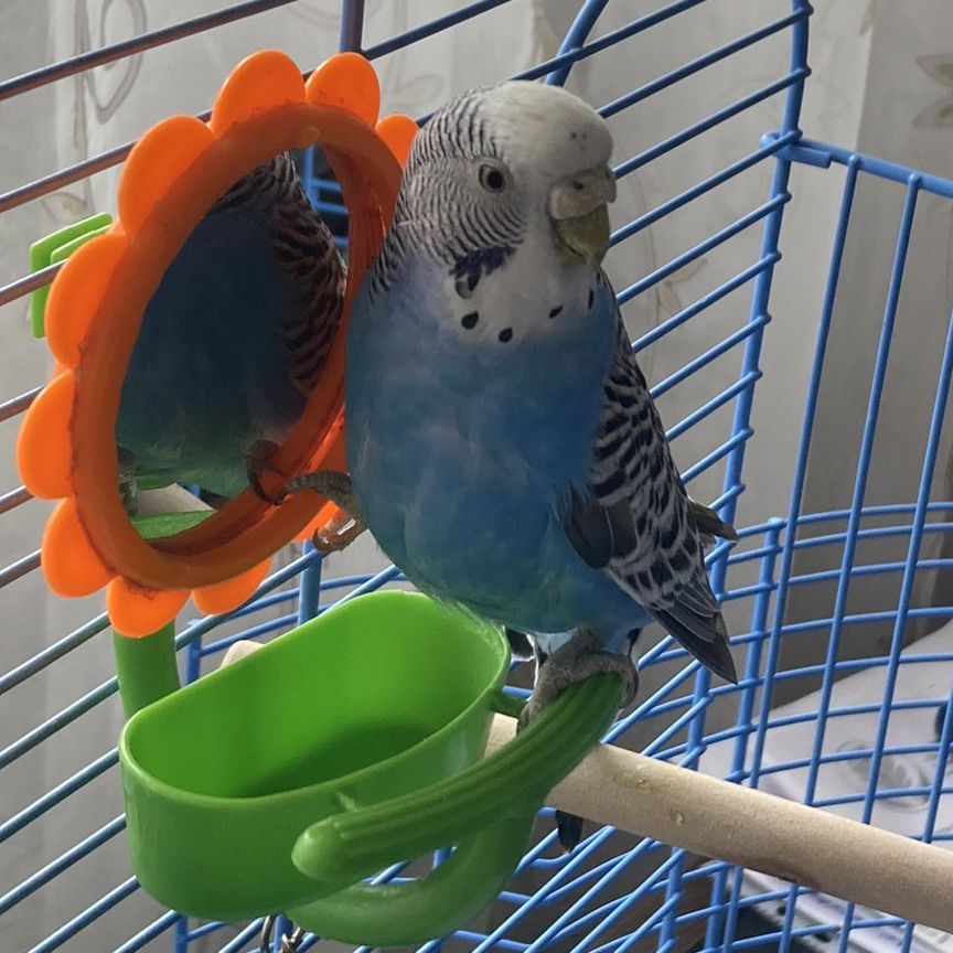 Волнистый попугай с клеткой