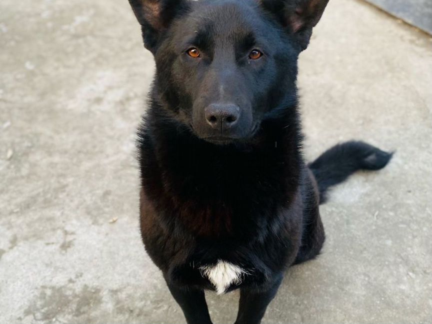 Собака в добрые рукиь