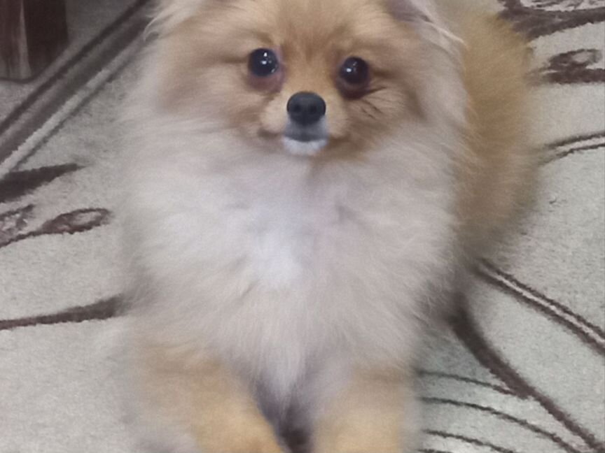 Померанский шпиц