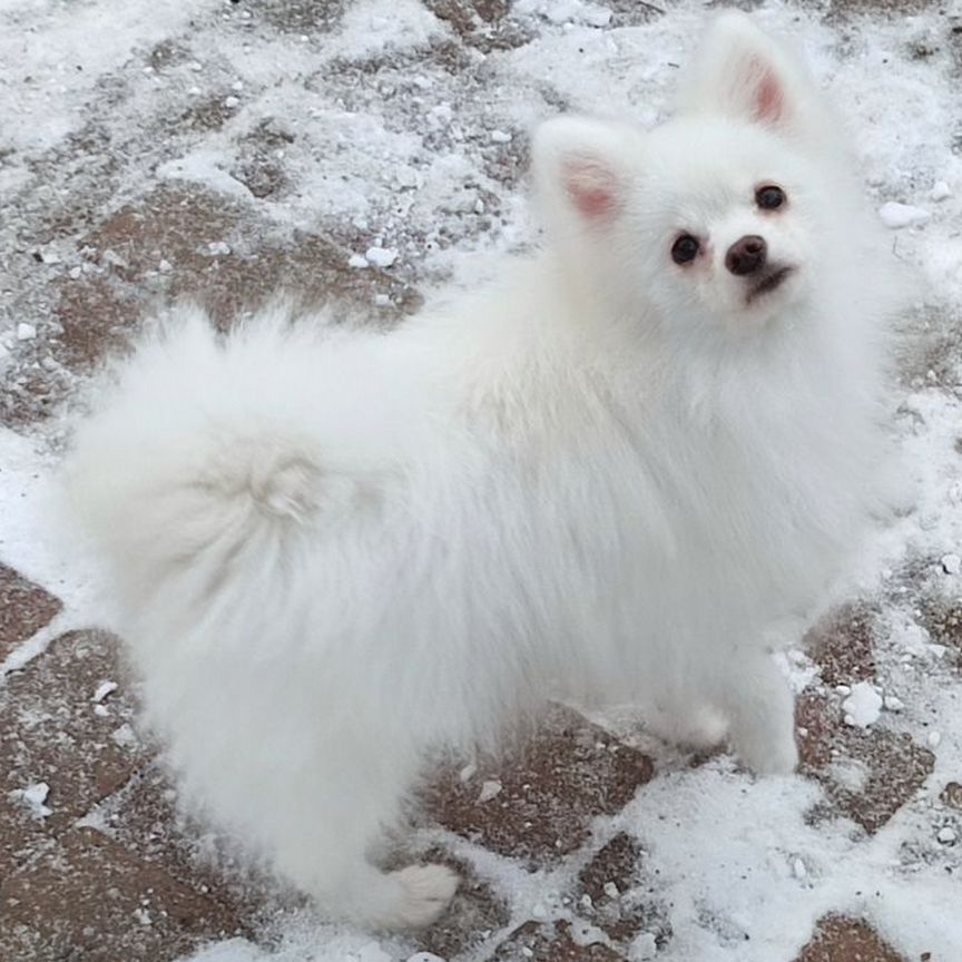 Немецкий шпиц, щенок