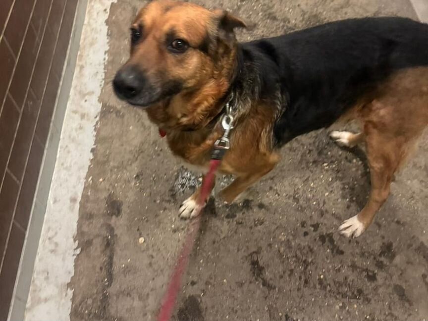 Собака в добрые руки