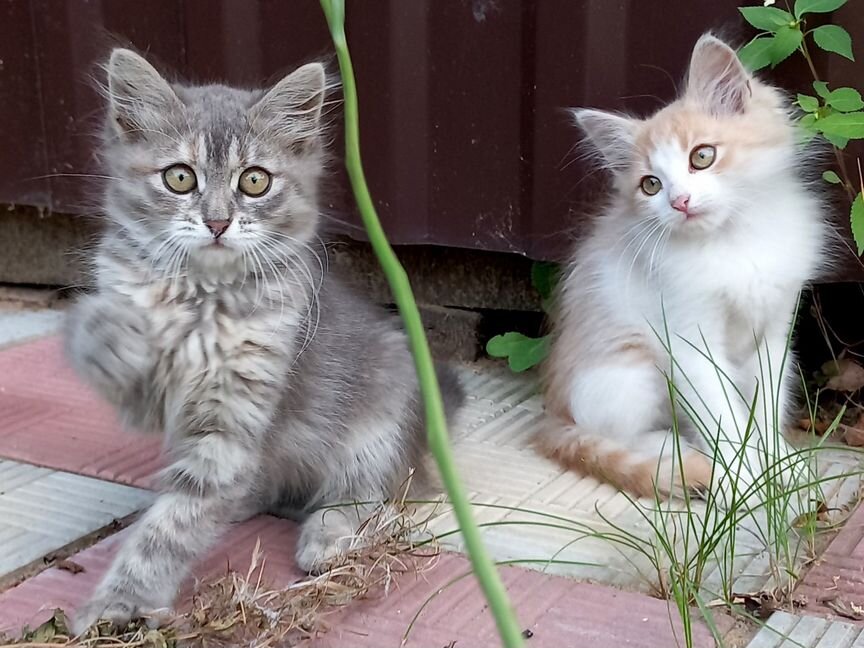 Котята в добрые руки