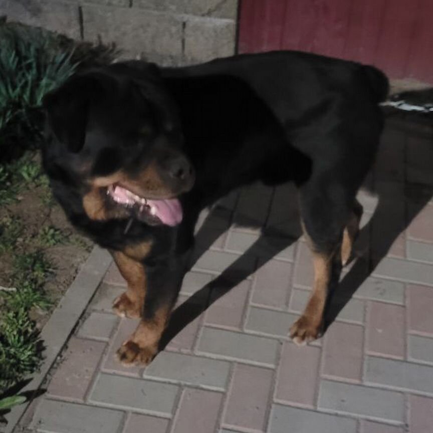 Ищем невесту