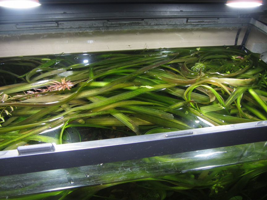 Валлиснерия Гигантская