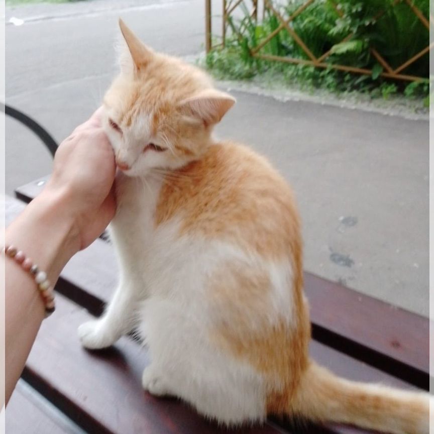 Котенок 4 мес мальчик рыжий