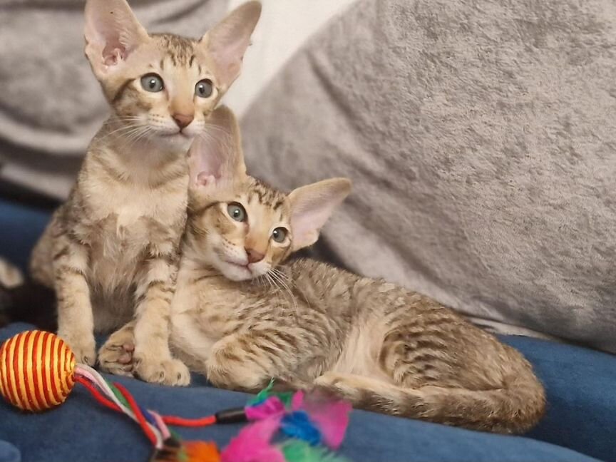 Ориентальные котята