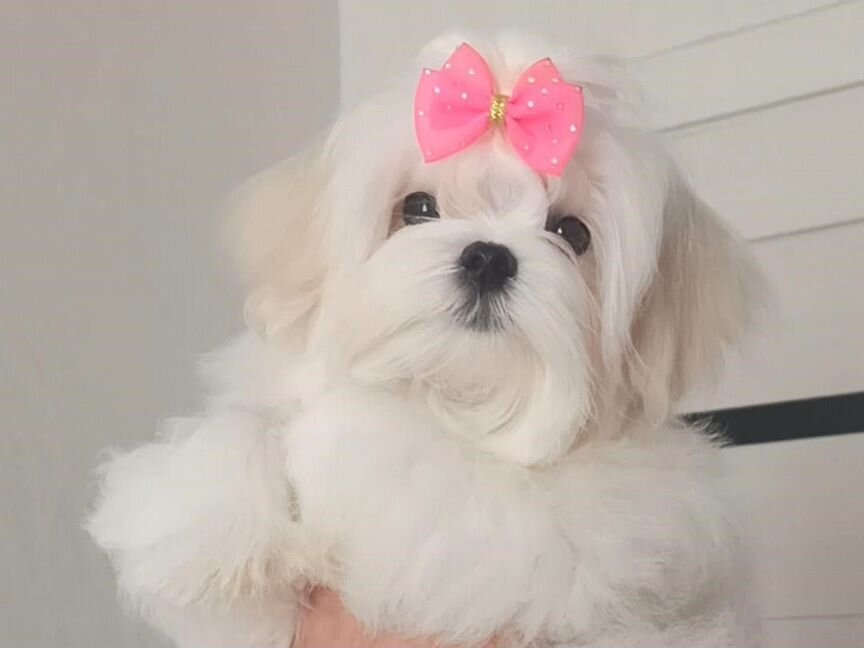 Девочка мальтезе 4 мес