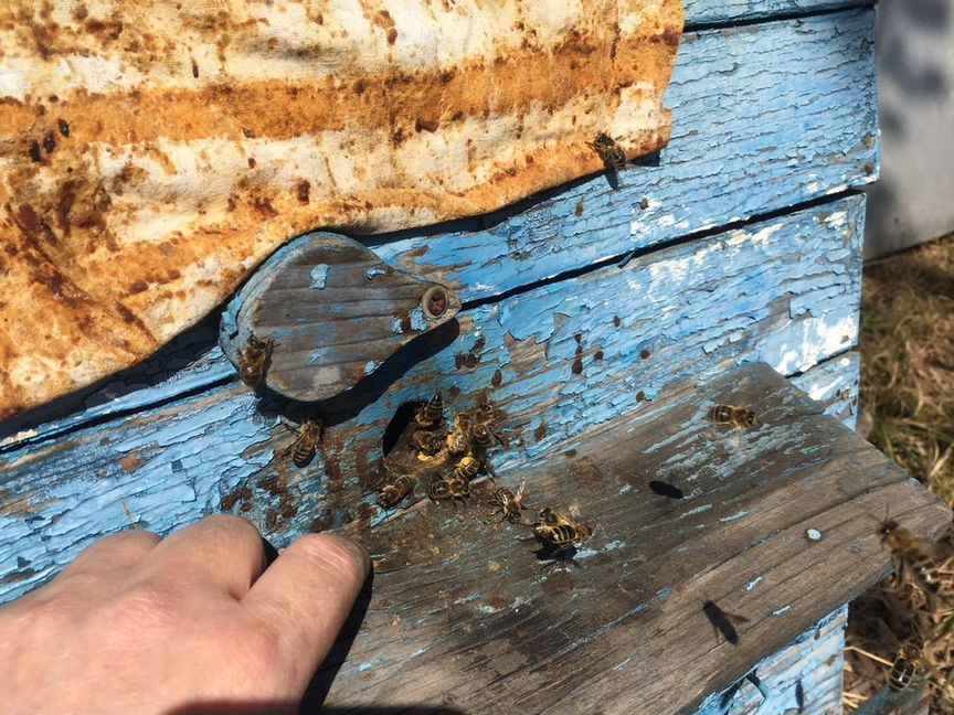 Ульи для пчел бу