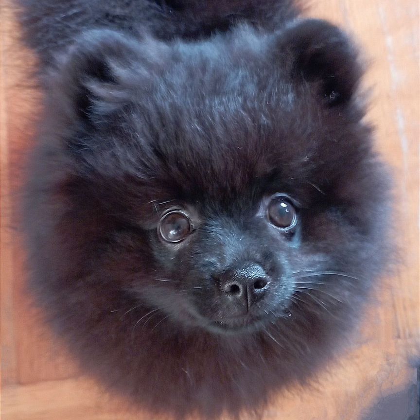 Щенок малого шпица