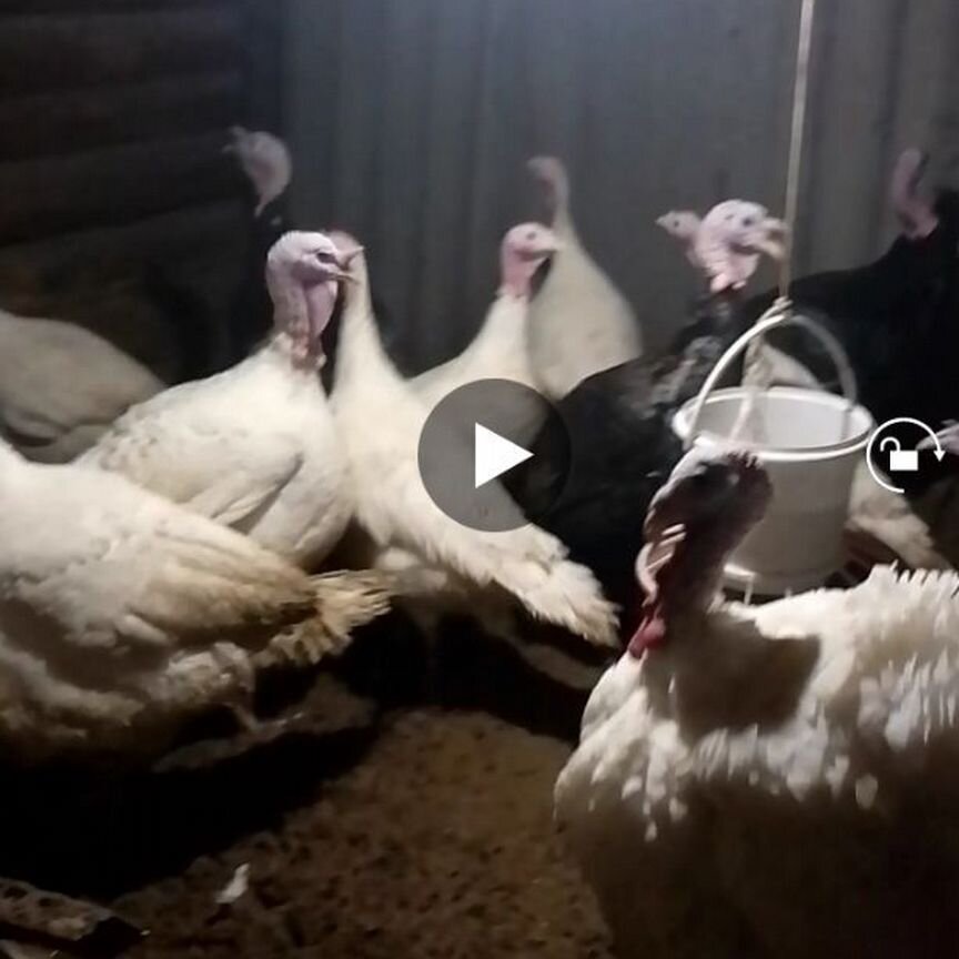 Индюки домашние на мясо