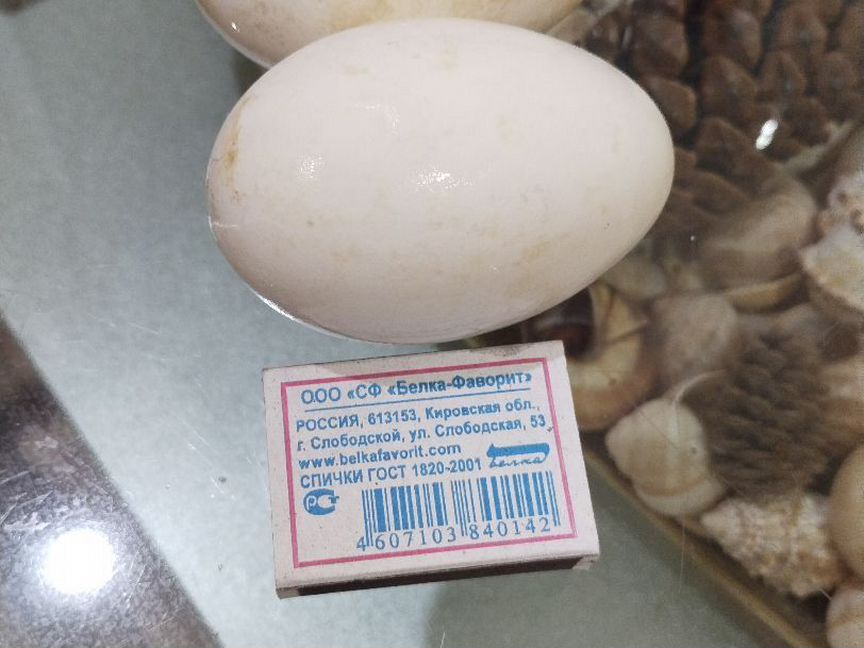 Яйцо гусиное