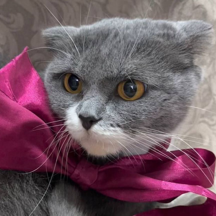 Взрослая, кошка в добрые руки