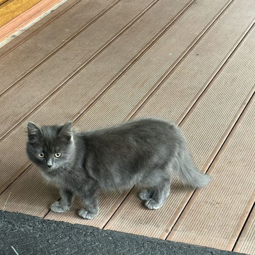 Сибирский котёнок в добрые руки