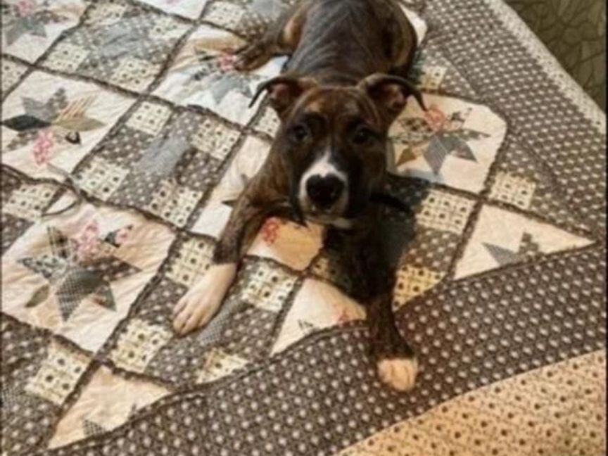 Стафарширский терьер