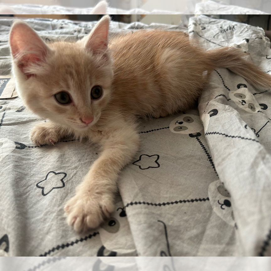 Котёнок в добрые руки