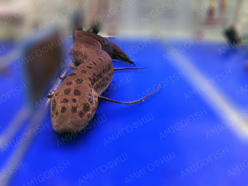 Протоптер (Protopterus)