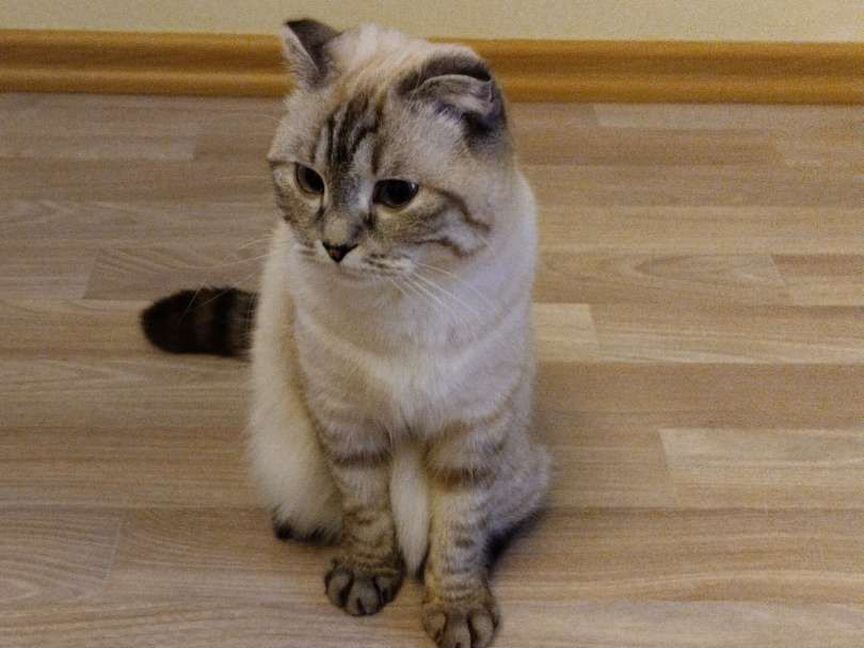 Кошки шотландцы