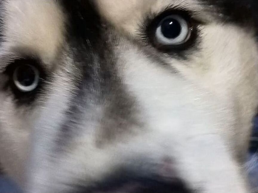 Щенки сибирской хаски