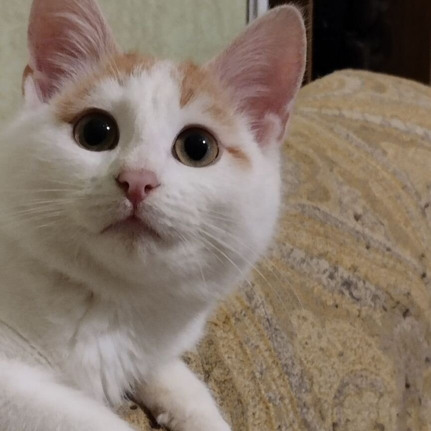 Очаровательный малыш в добрые руки