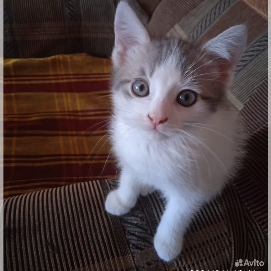 Кошка