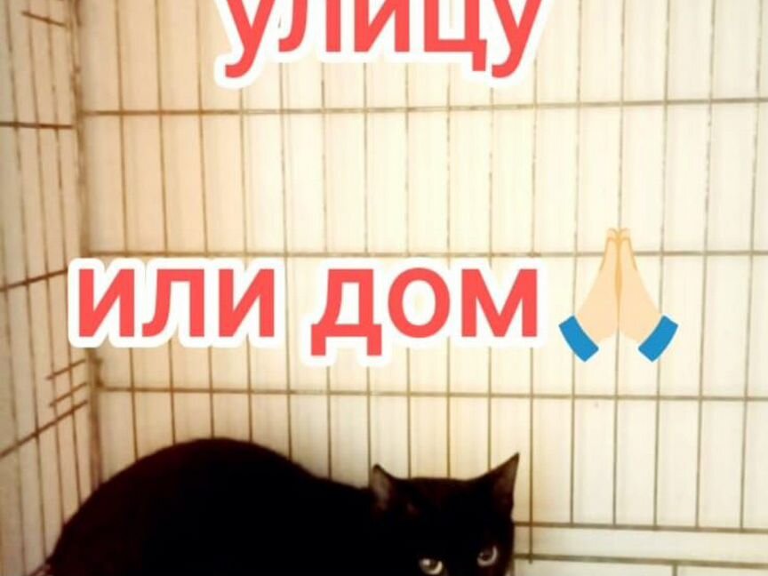 Кошке Жасмин нужен дом или выпуск на улицу