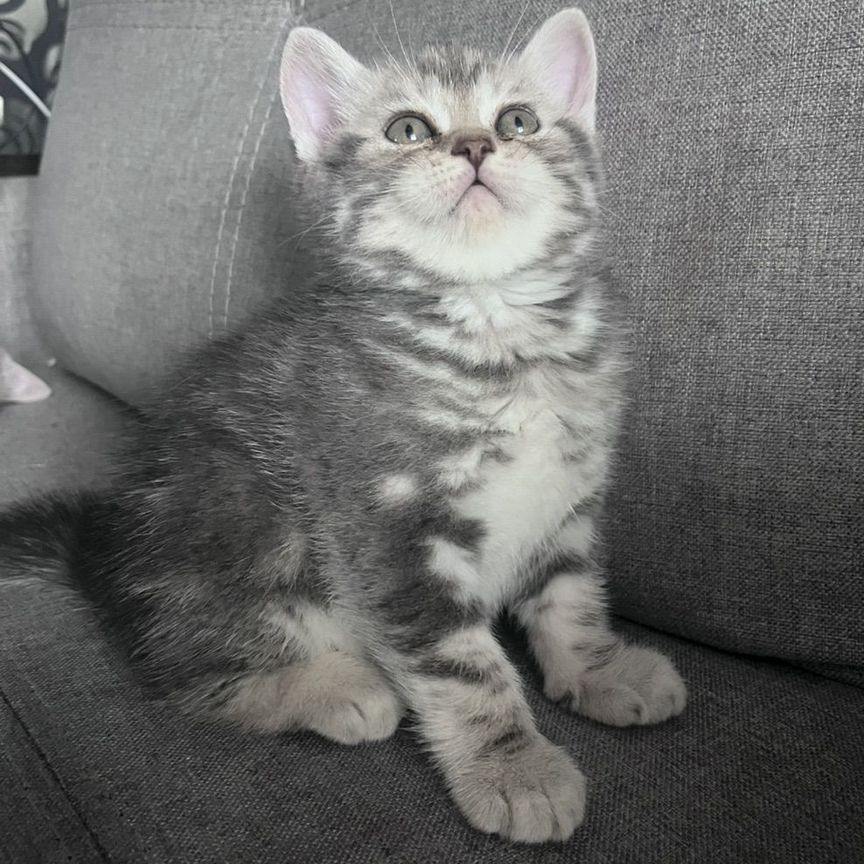 Шотландская прямоухая