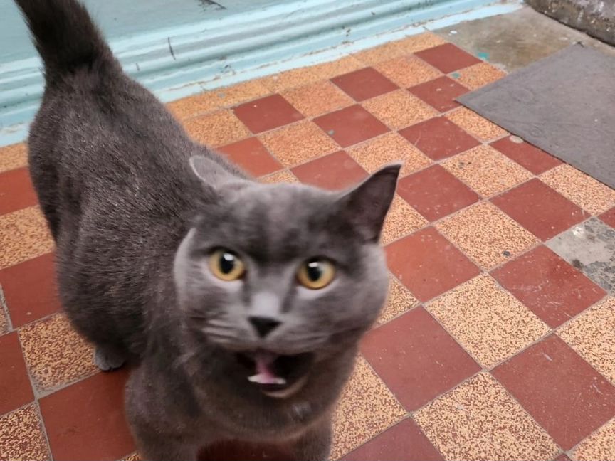 Кошка фенотип