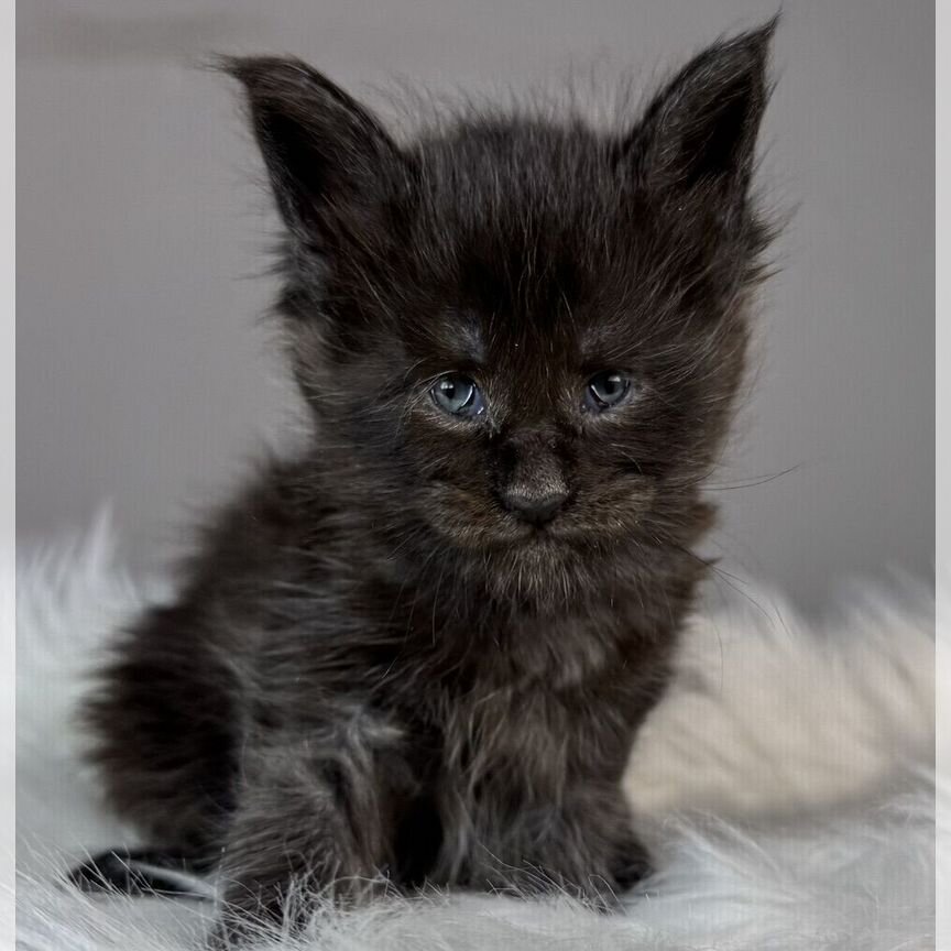 Мейн-кун котёнок