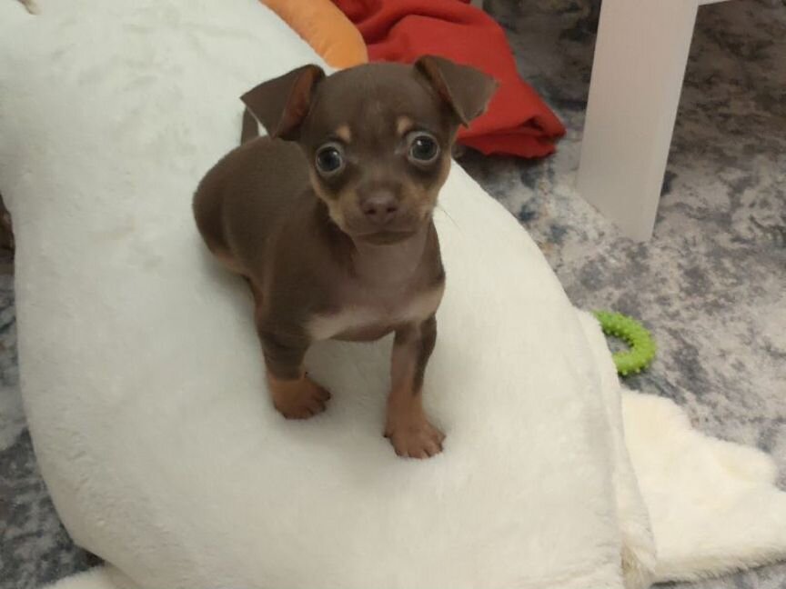 Маленькая собака