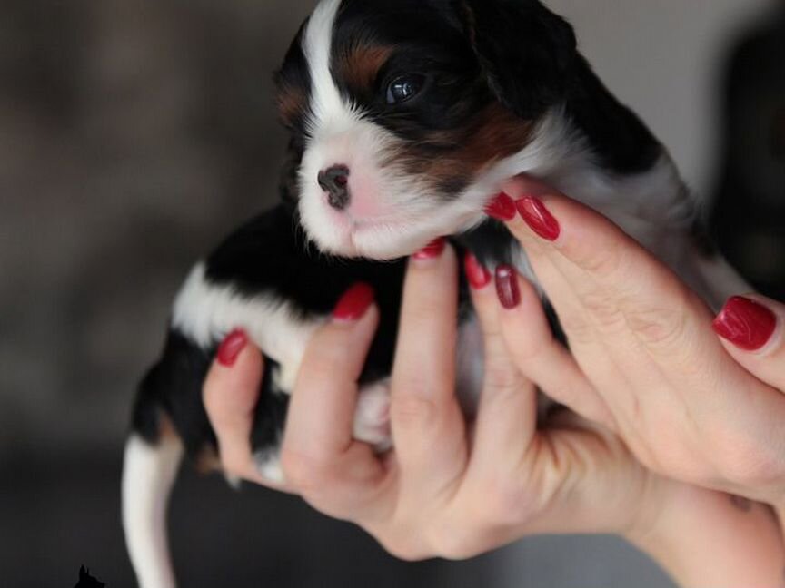 Кавалер Кинг Чарльз спаниель. Бленхейм и триколор