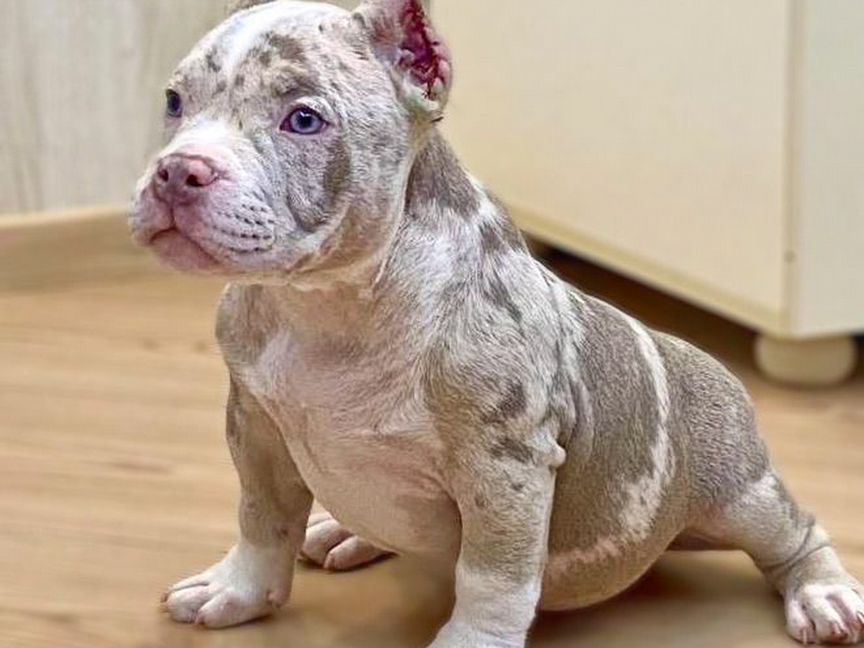 Лиловые американские булли