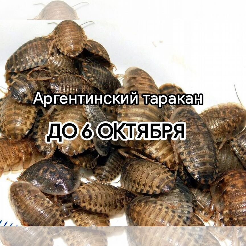 Аргентинский таракан