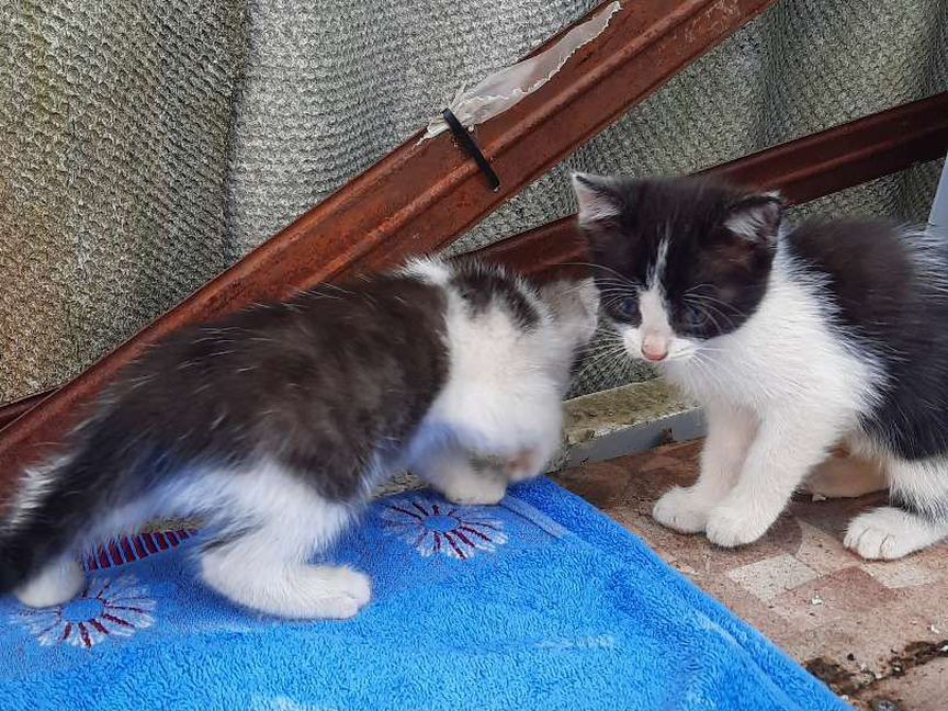 Котята (2 девочки) в добрые руки