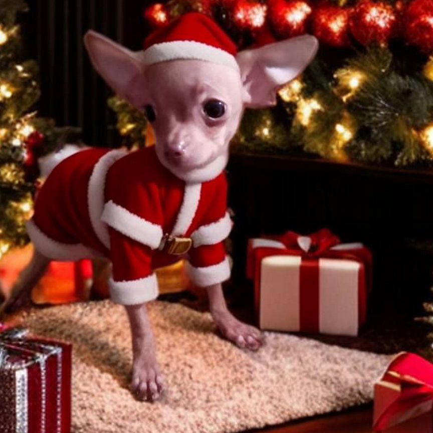 Русский той-терьер, щенок