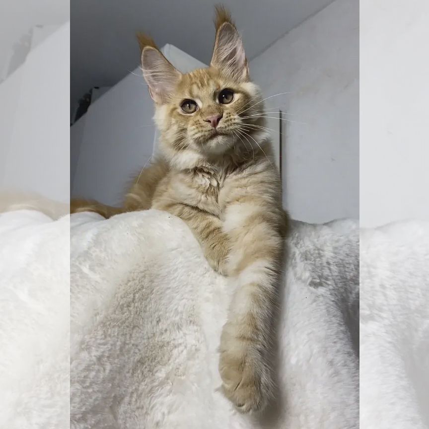 Мейн-кун котёнок