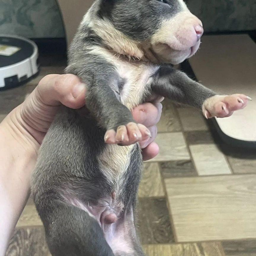 Американский стаффордширский терьер, щенок