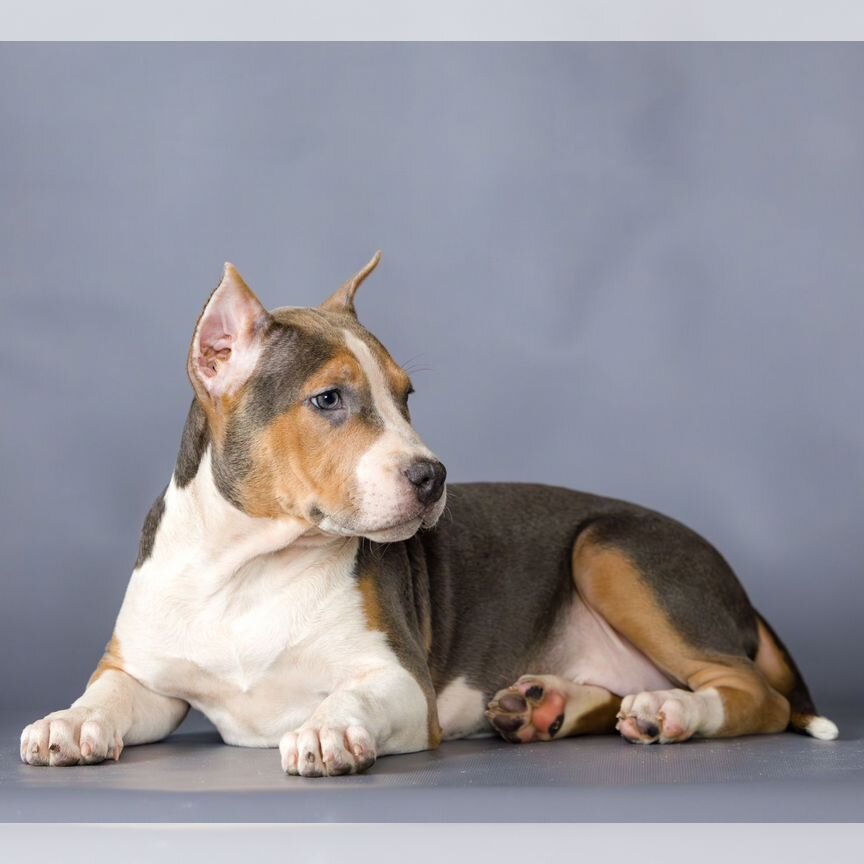 Американский стаффордширский терьер, щенок