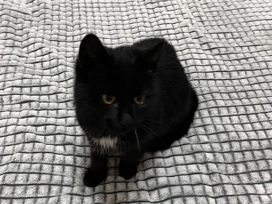 Черный котенок мальчик