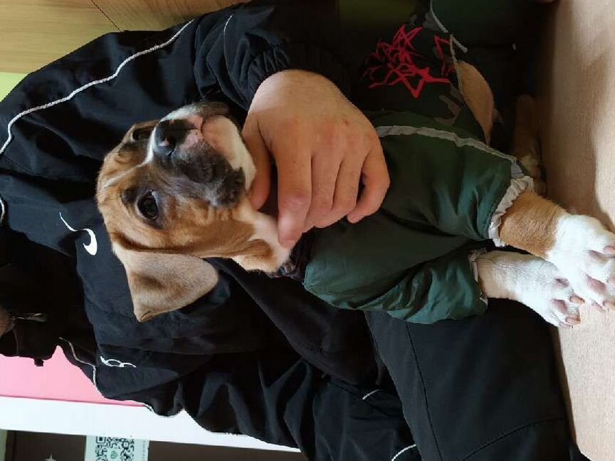 Комбенизон зимний для собаки