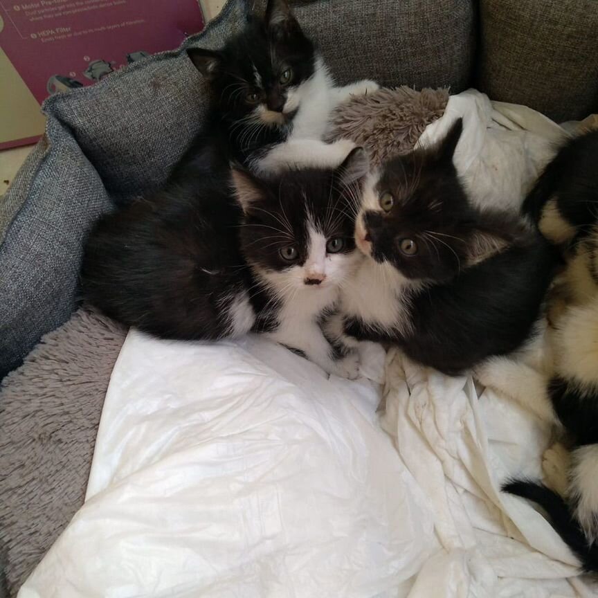 Отдам котят в добрые руки