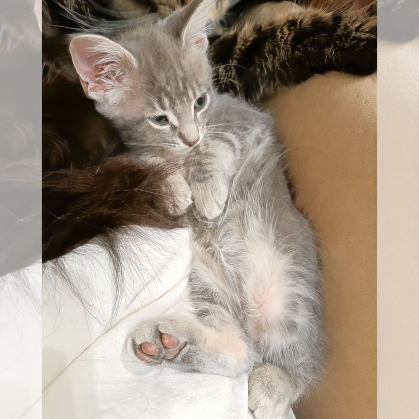 Мейн-кун котёнок