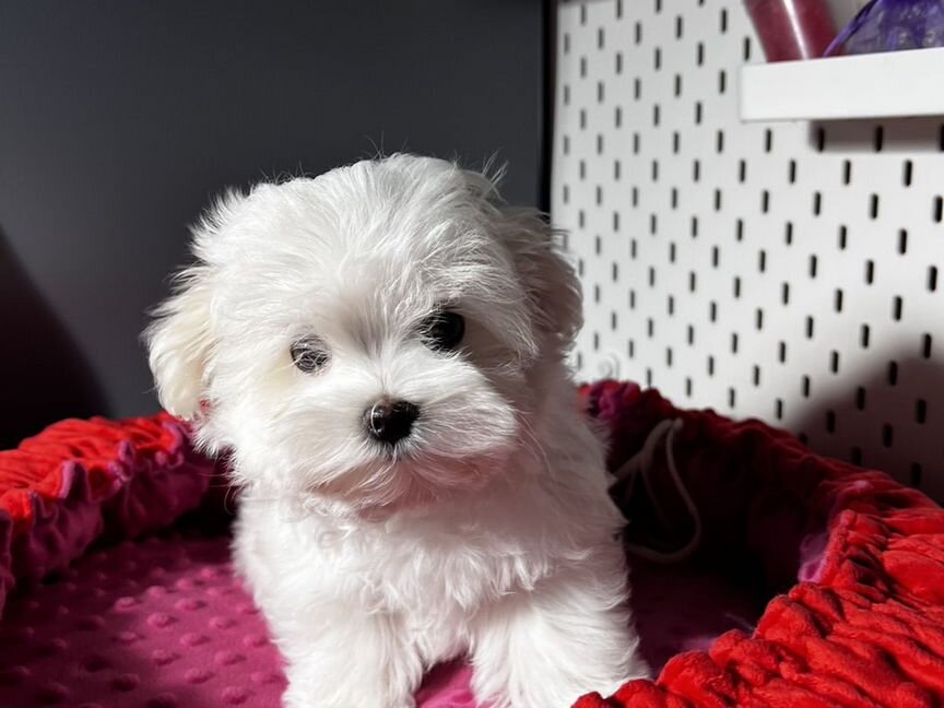 Мальтийская болонка