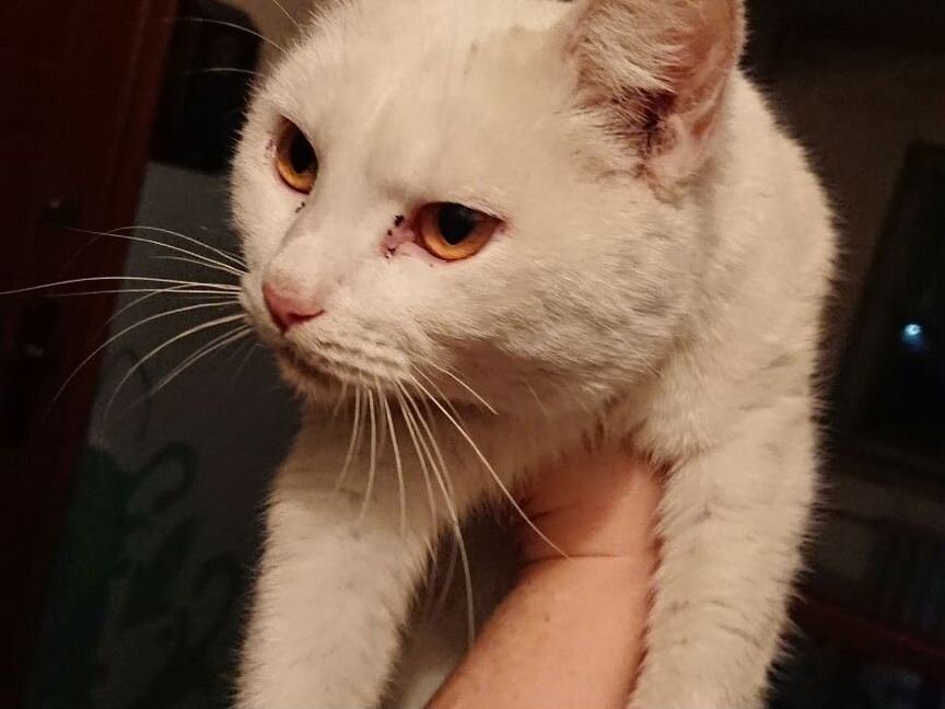 Кошки в добрые руки породистые