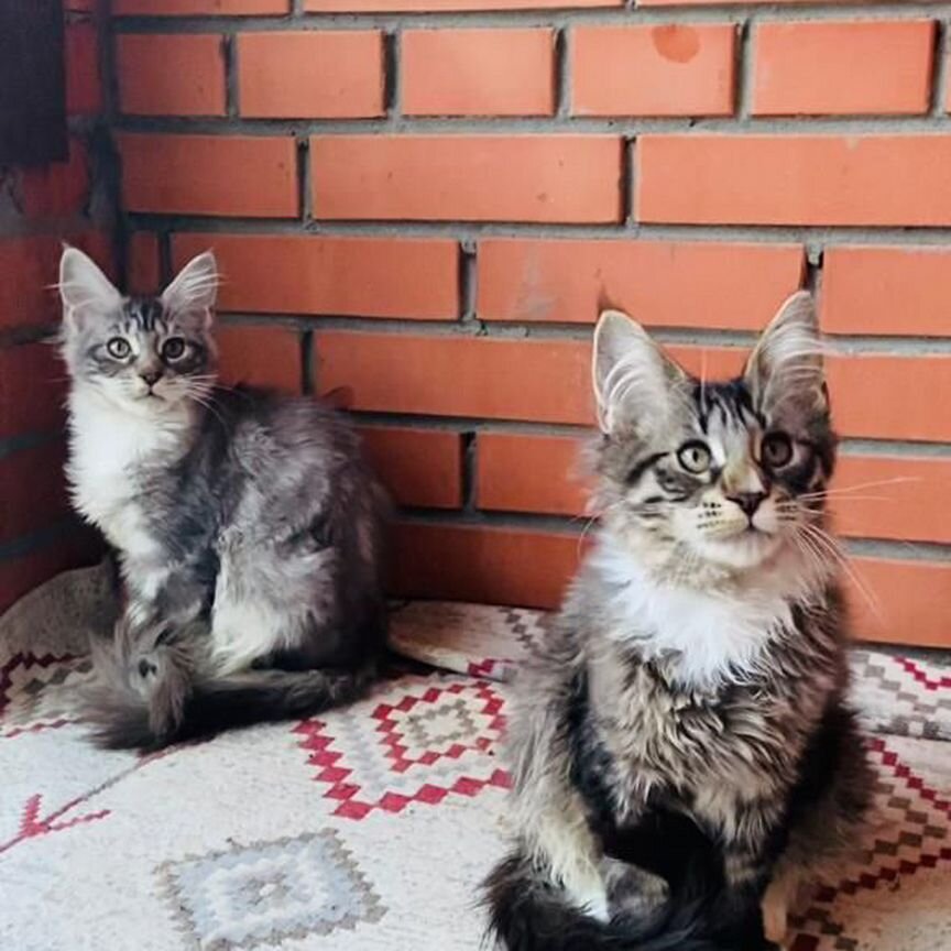 Котята мейн-кун