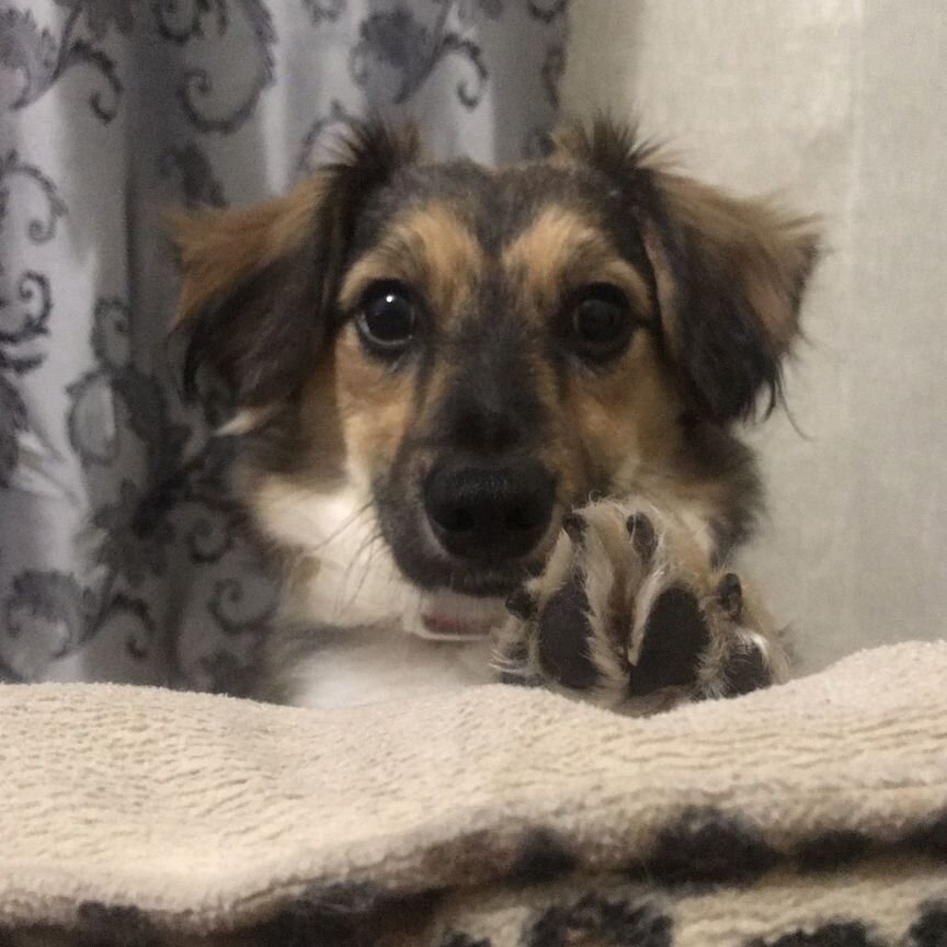 Джек рассел