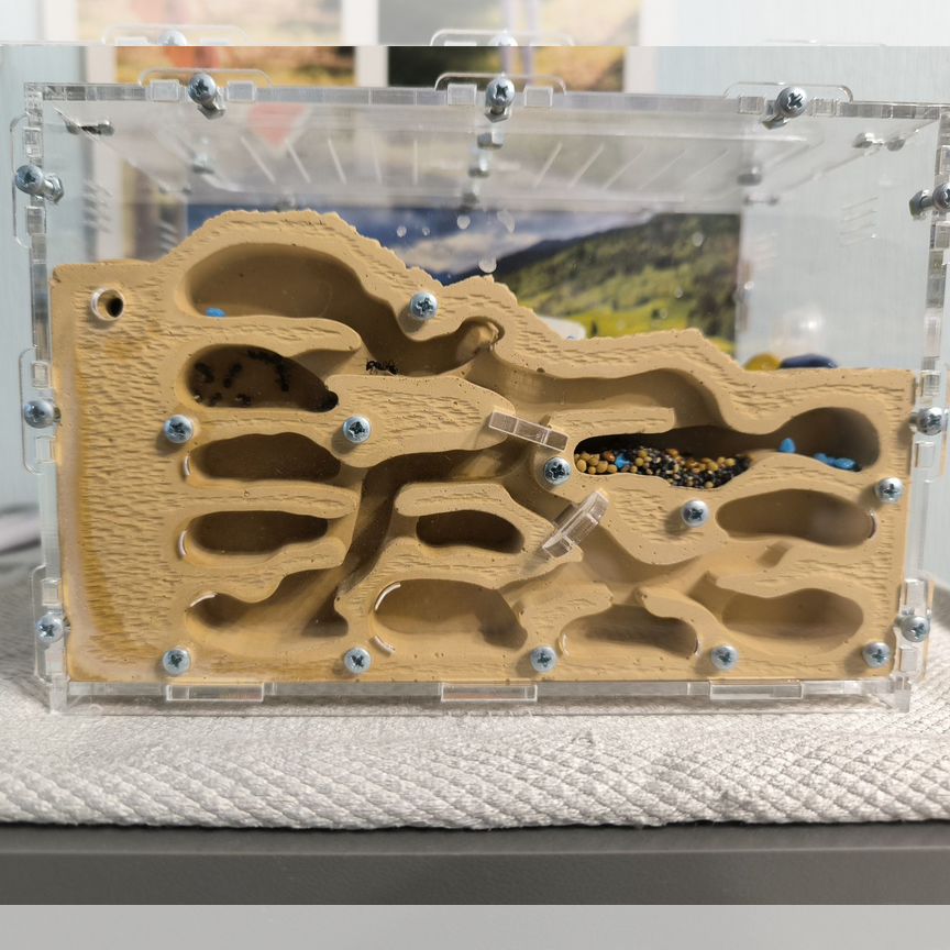 Муравьиная ферма с муравьями вертикальная