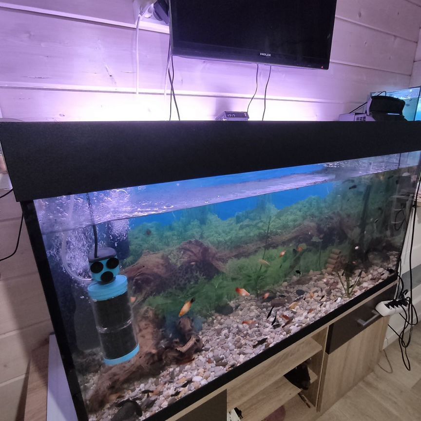 Аквариум большой,рыбки в подарок,пицилии и Молли